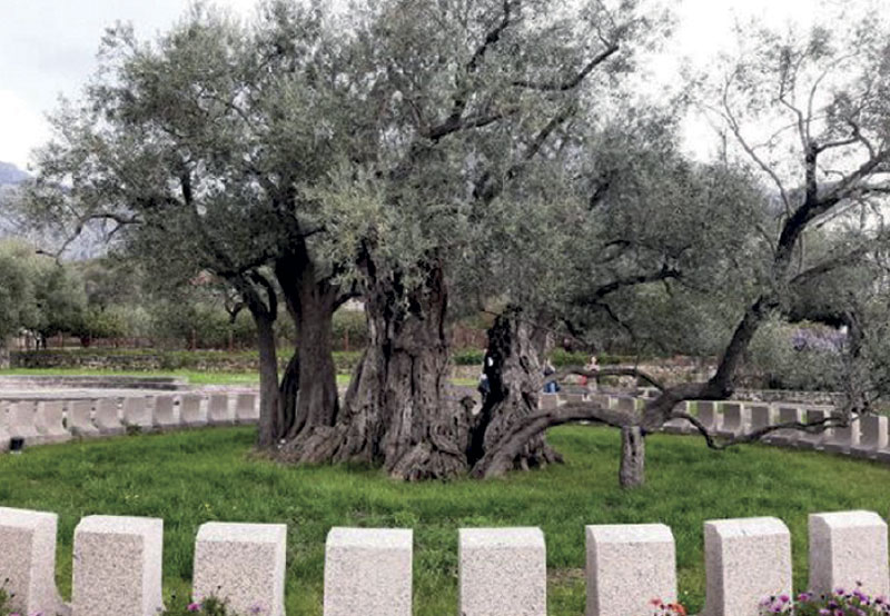 Koliko lica ima Bar - Magazin Biznis